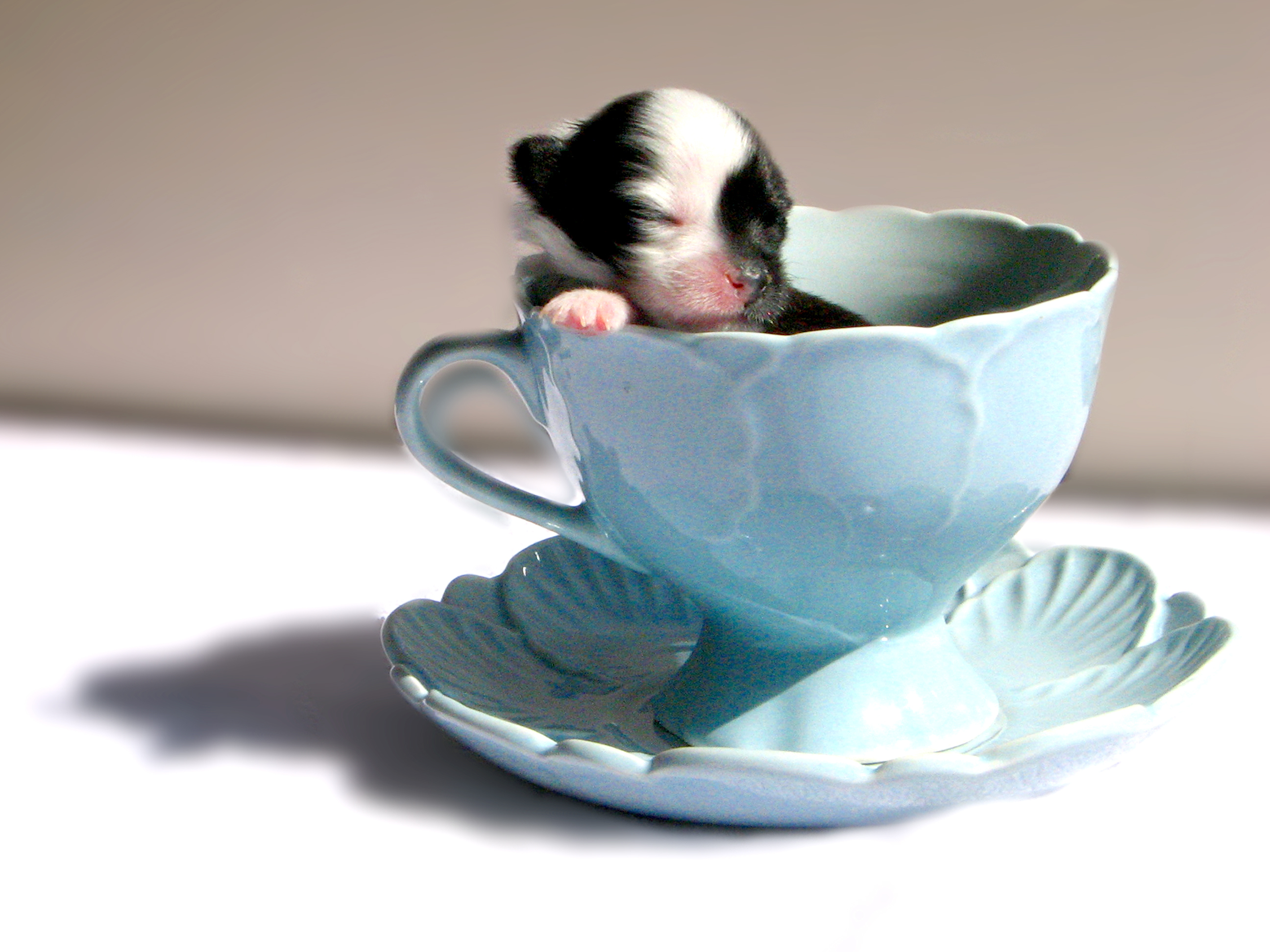 Teacup Dogs and Puppies: Everything You Should Know