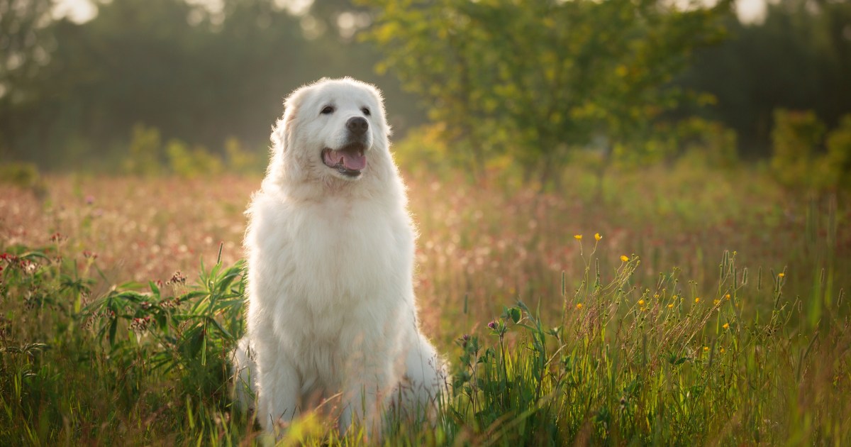 Maremma Sheepdog Put To Work Guarding Christmas Turkeys Maremma Sheepdog Put To Work Guarding Christmas Turkeys