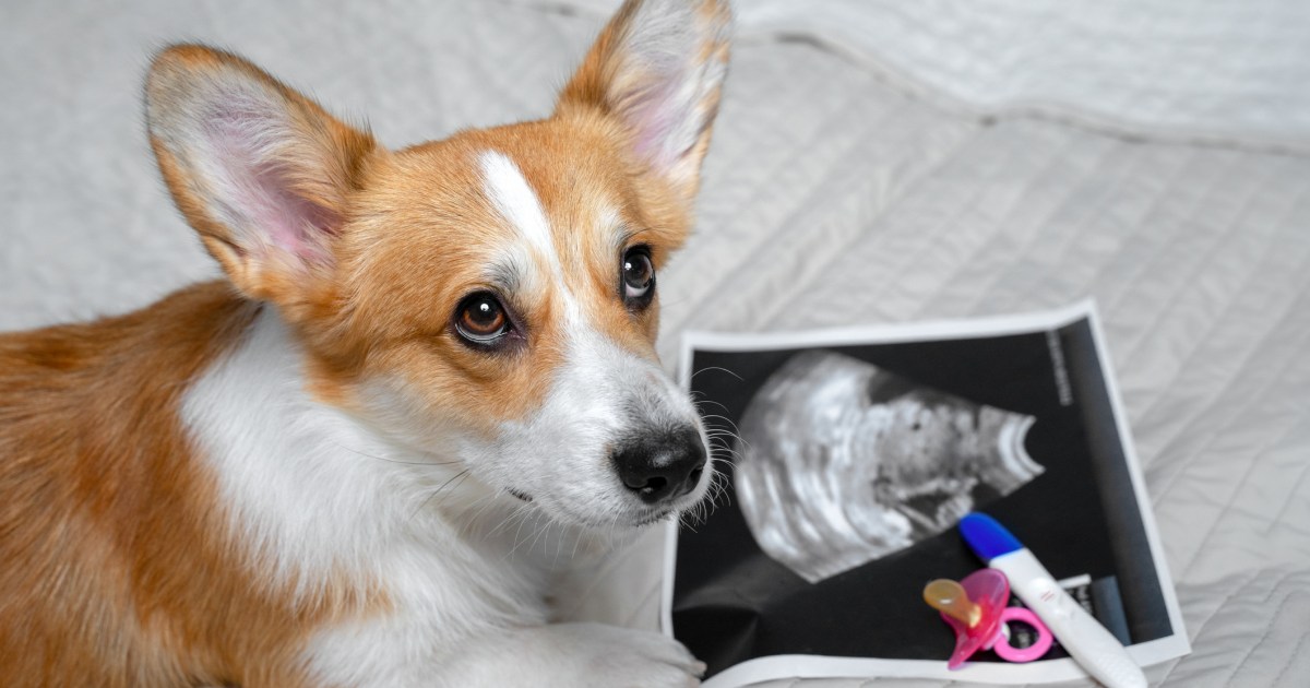 Dog Health - DogTime