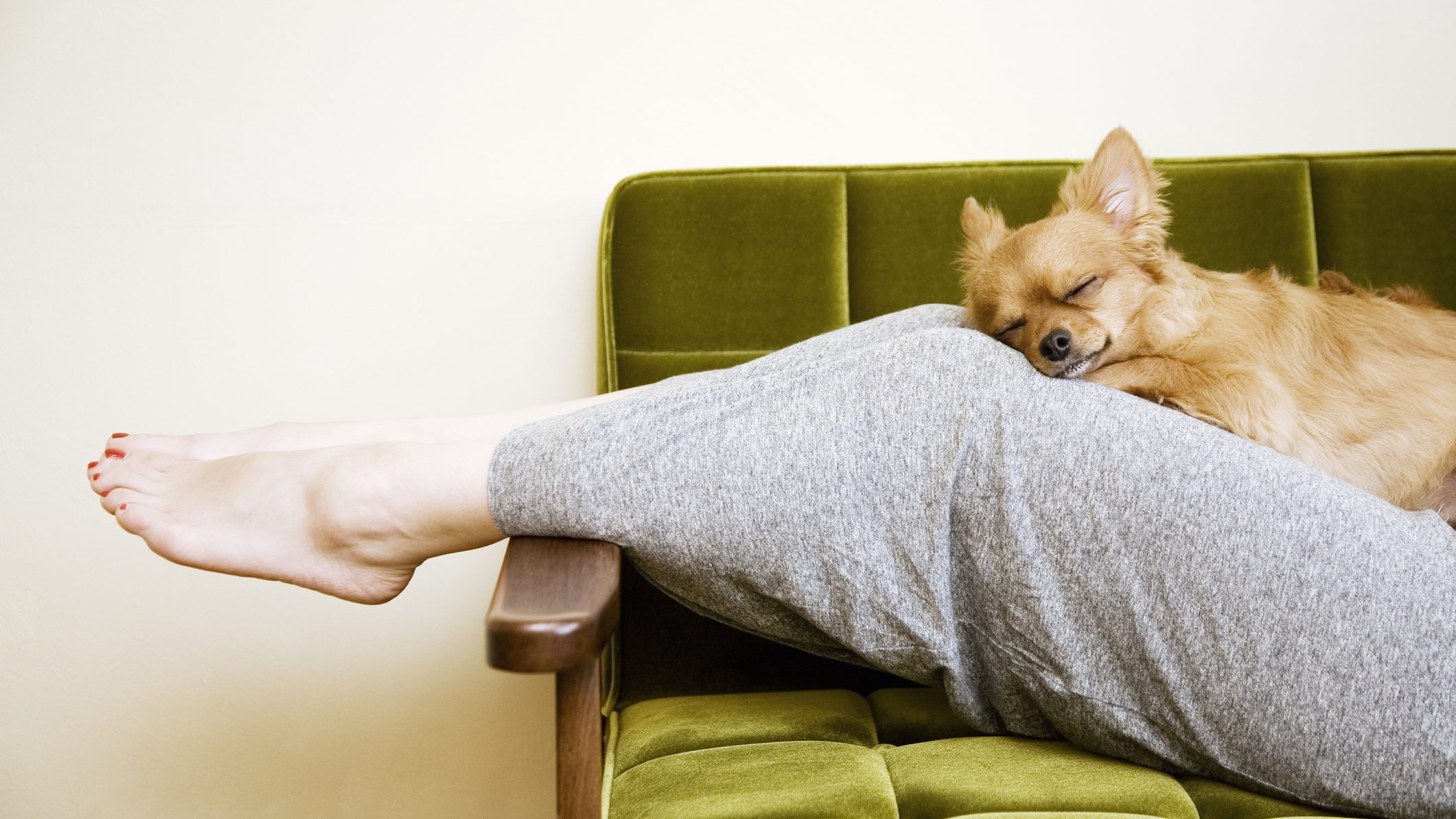 What Your Dog’s Sleeping Position Means