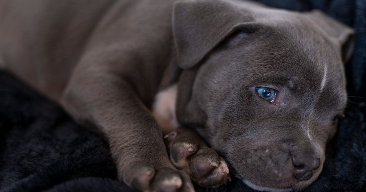 Pit Bull Puppy Viciously Attacked by Dogs, Neglected by Owner
