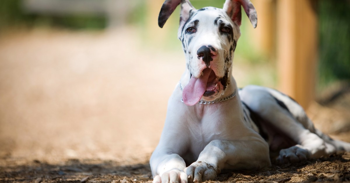 Great Dane Puppy Rescued After Falling Into 40-Foot Well