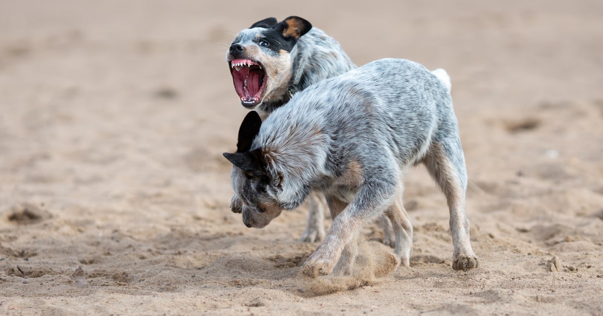 29 Dogs Rescued From Mississippi Dog Fighting Ring