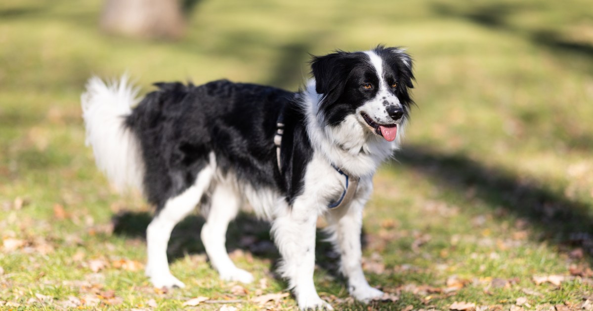 Sniffer Dog Rediscovers Rare Mole Thought To Be Extinct