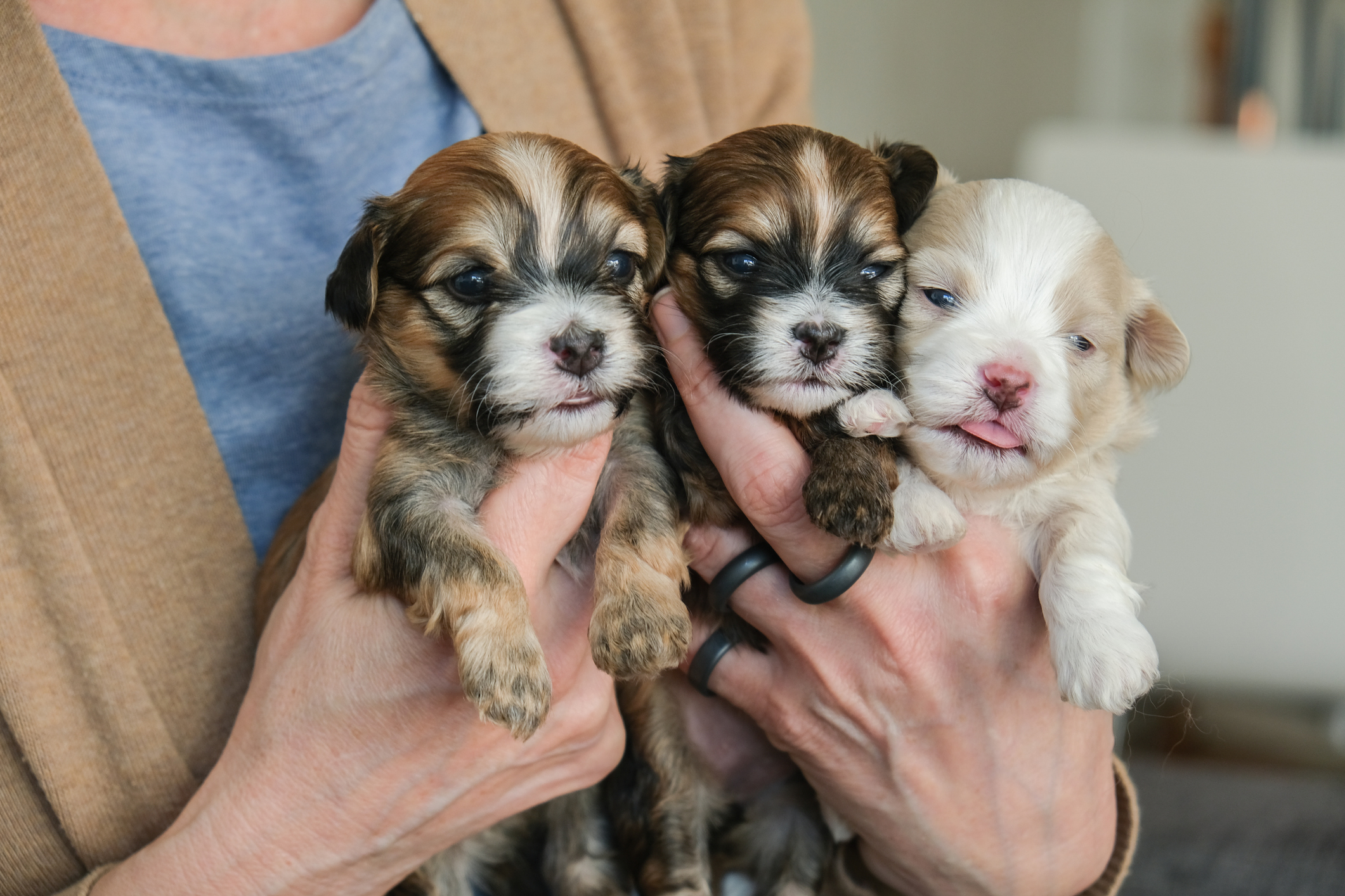Teacup Dogs and Puppies: Everything You Should Know