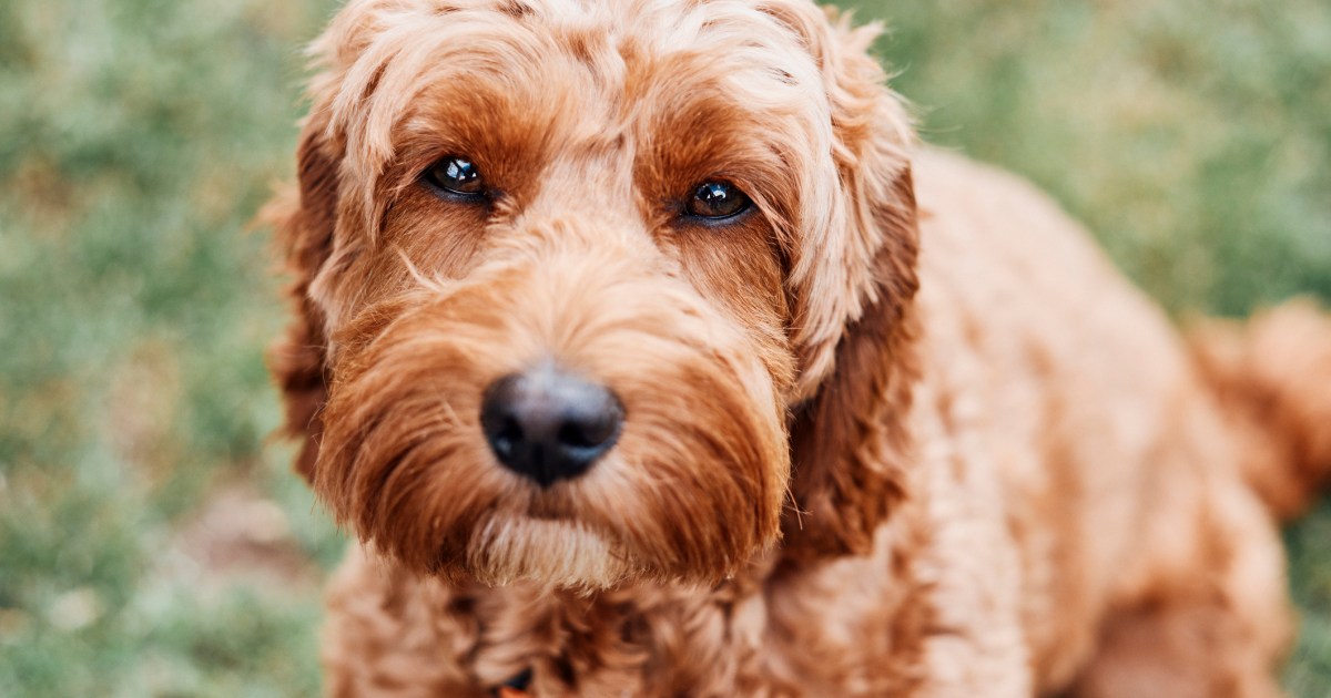 Pros and Cons of a Cockapoo