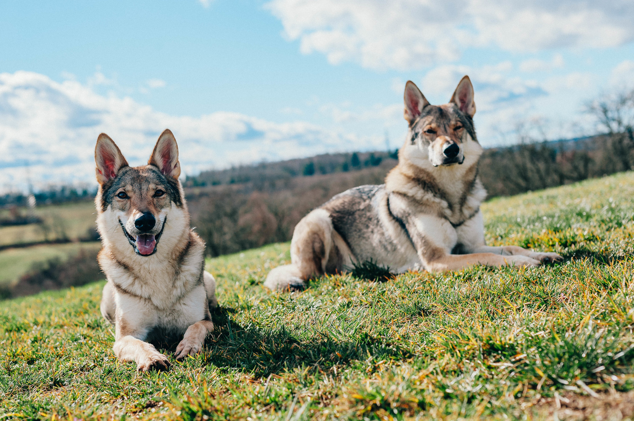 Tamaskan Dog Breed Information & Characteristics