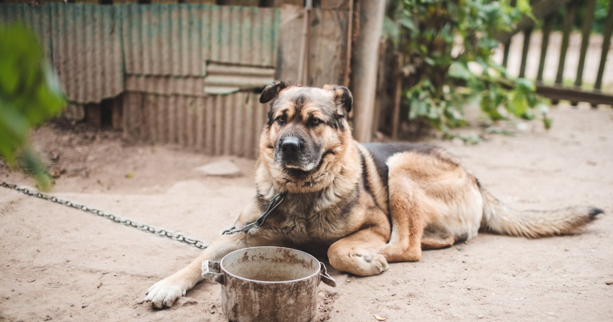 Creator of 'Mutts’ Comic Finally Frees Guard Dog Character