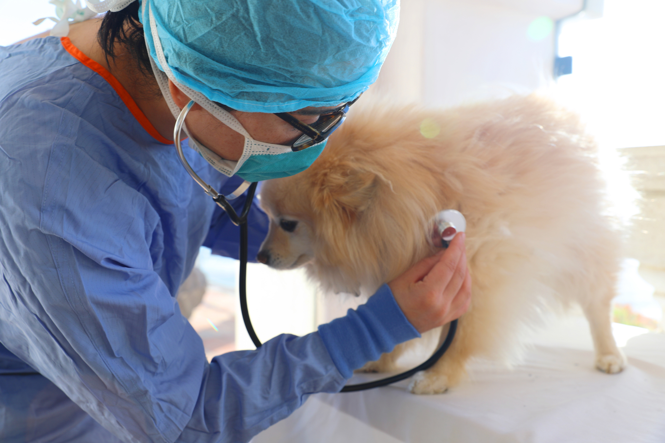 Teacup Dogs and Puppies: Everything You Should Know