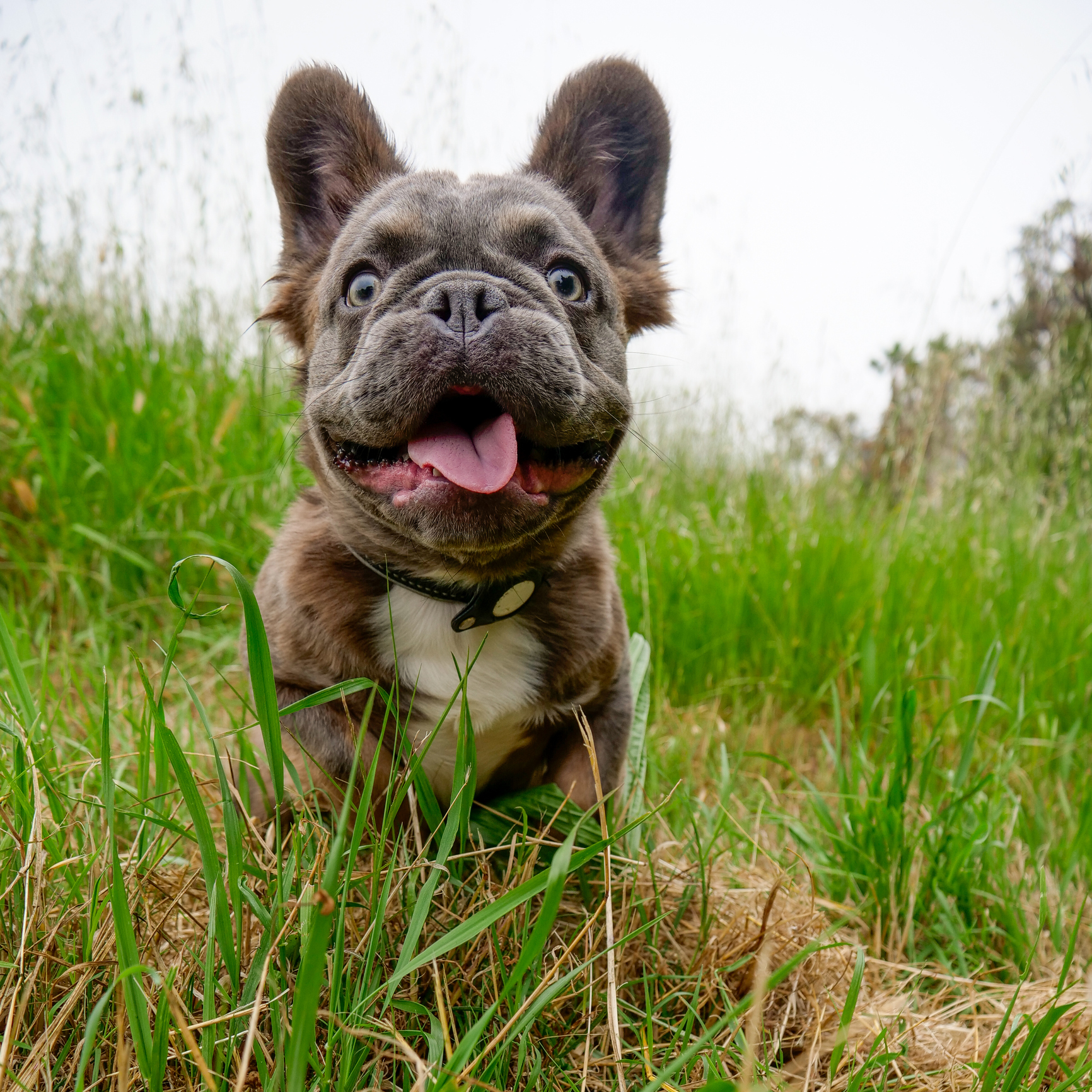 What Is a Fluffy French Bulldog?