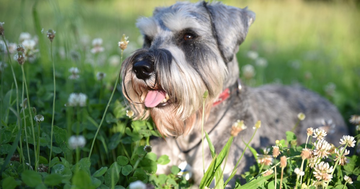 Indiana Governor Eric Holcomb Mourns Passing of First Dog Henry
