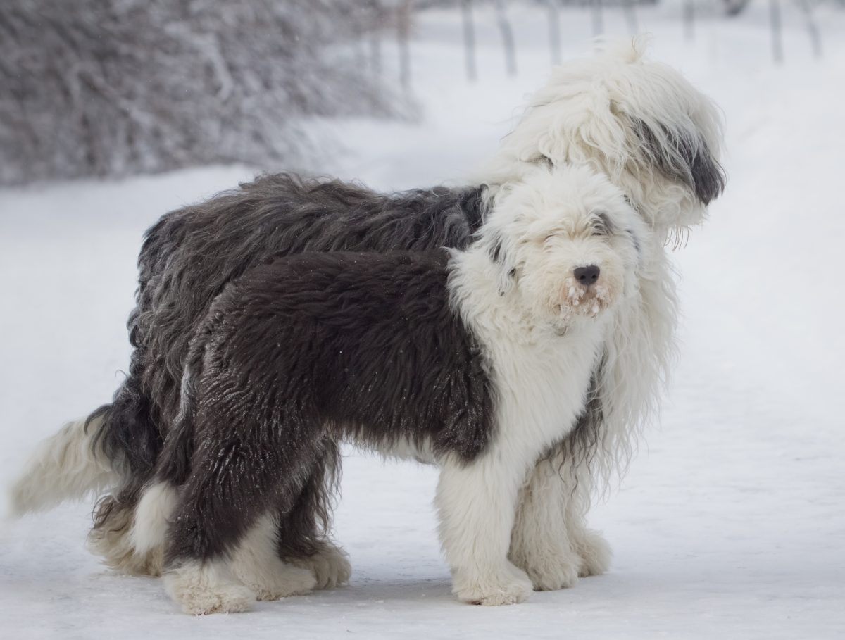 Old English Sheepdog Dog Breed Information & Characteristics