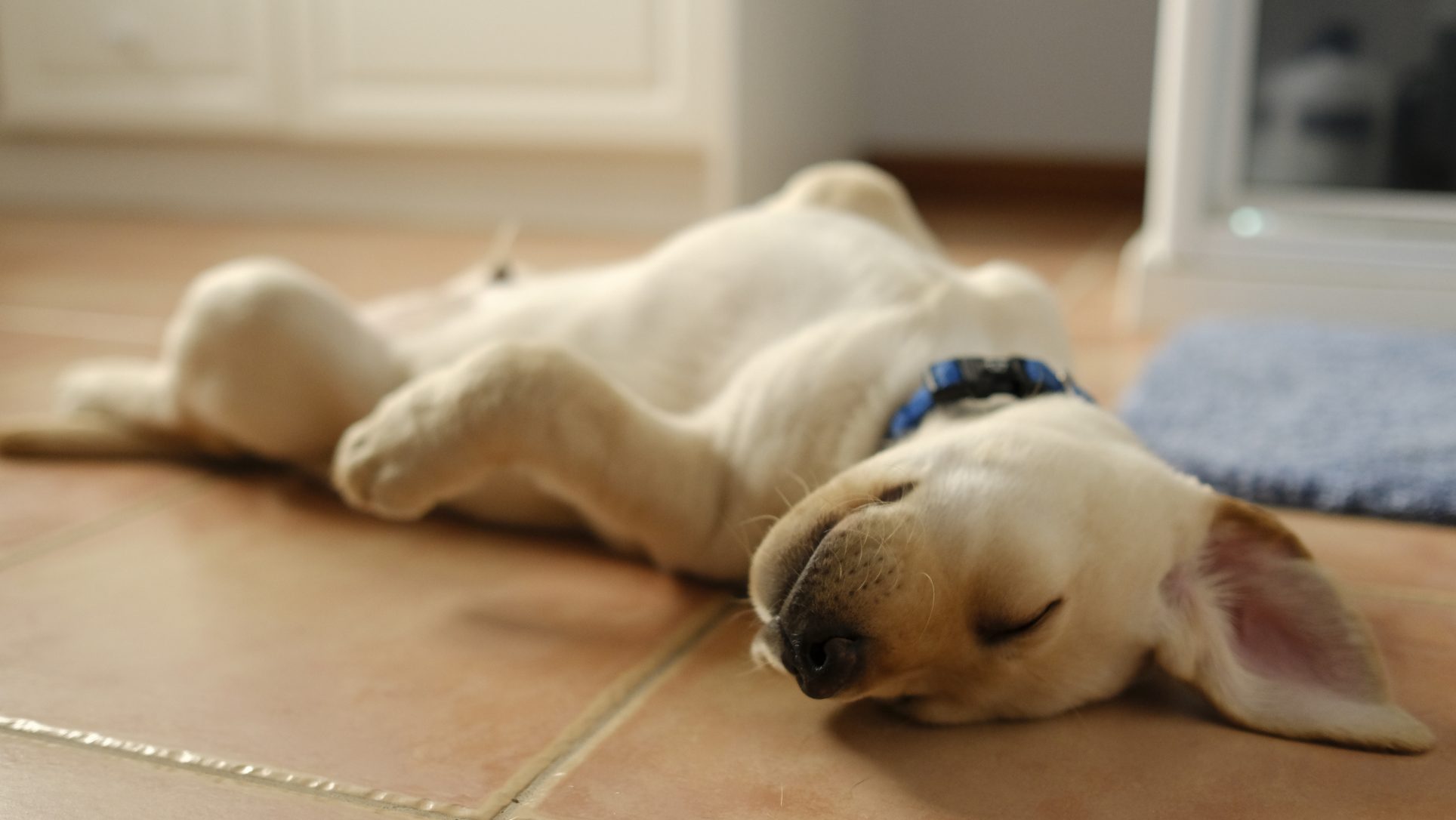 What Your Dog’s Sleeping Position Means