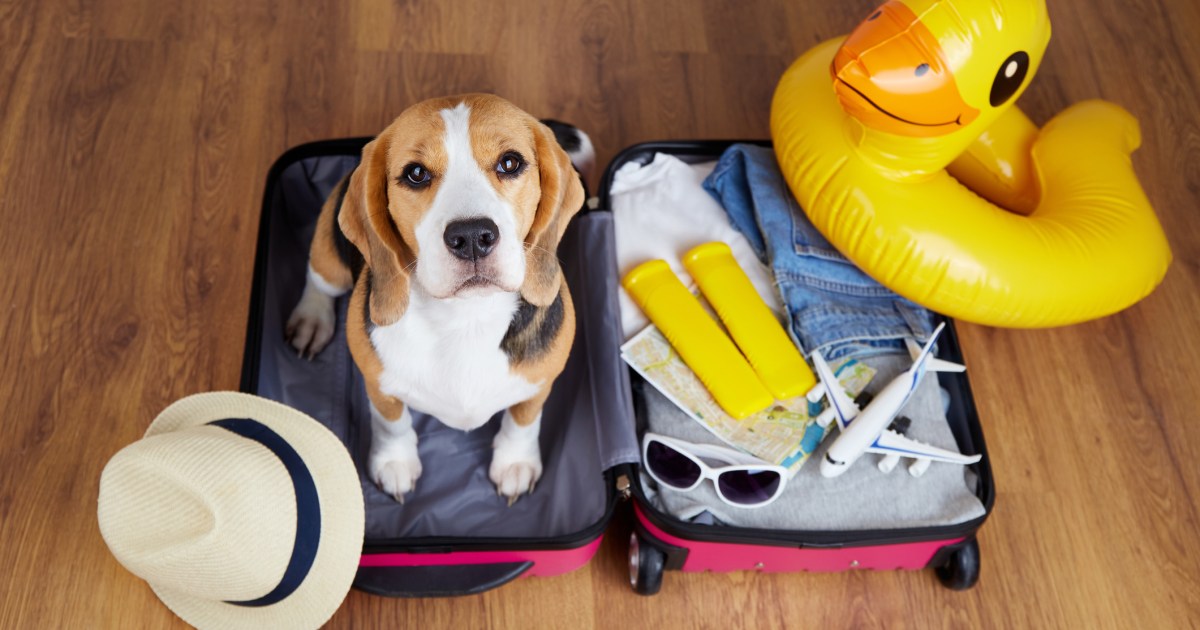 Tourism Sector Urged To Embrace Dog-Friendly Travel