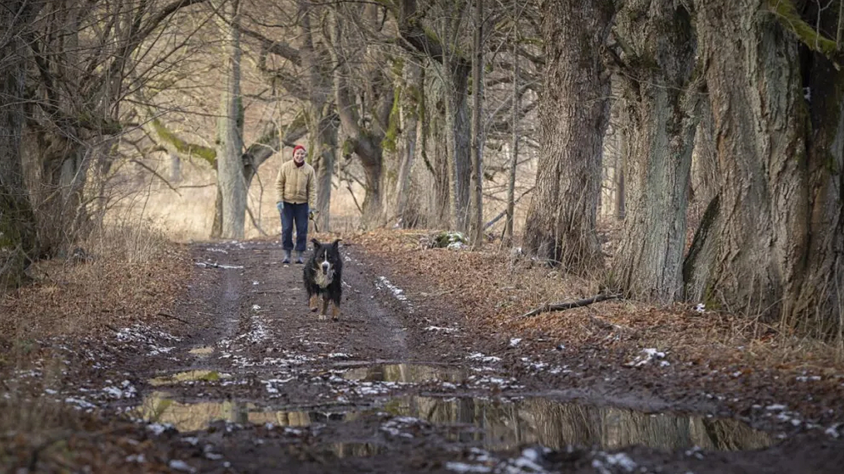 Alabama Rot Concerns Intensify for UK Dog Owners in 2024