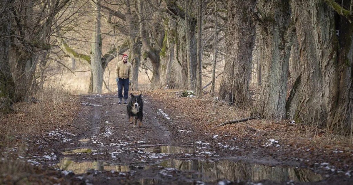 Alabama Rot Concerns Intensify for UK Dog Owners in 2024