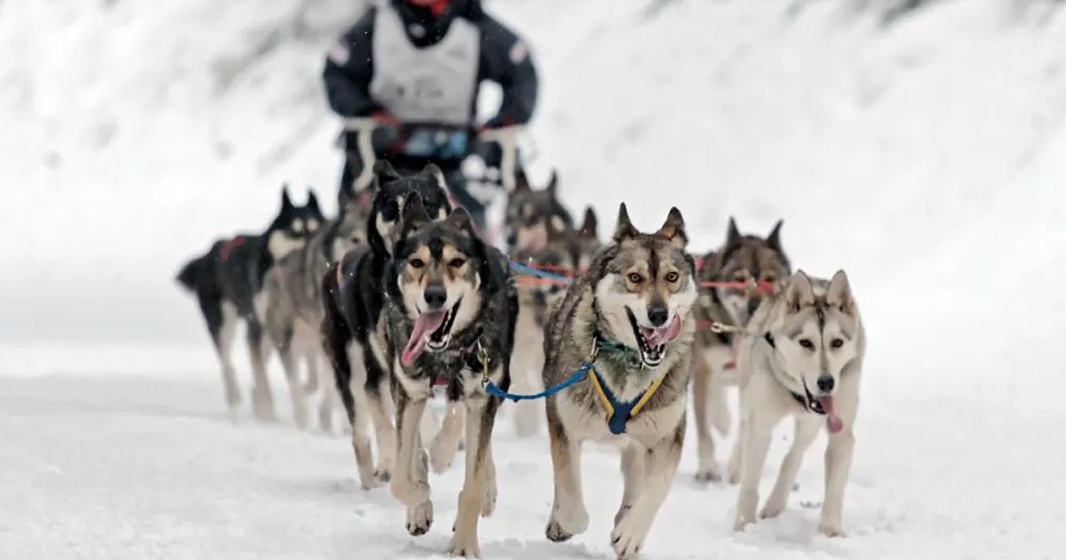 Iditarod Sled Dog Race 2024: Dallas Seavey Wins 6th Championship