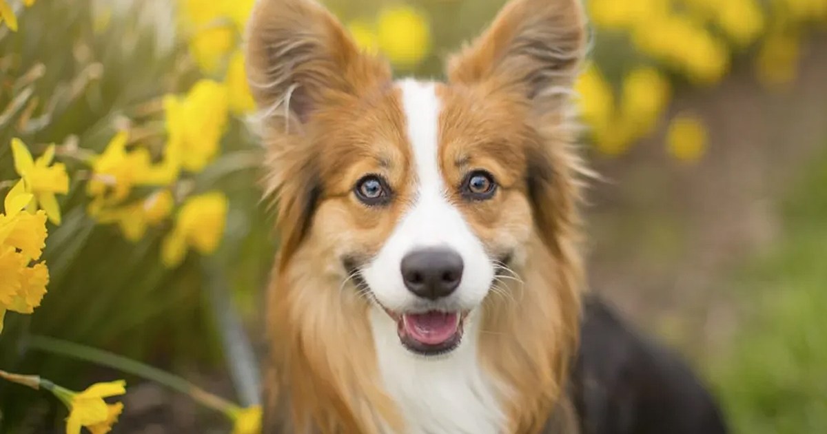 Corgi Service Dog Hailed as ‘Dream Passenger’ in Airplane TikTok