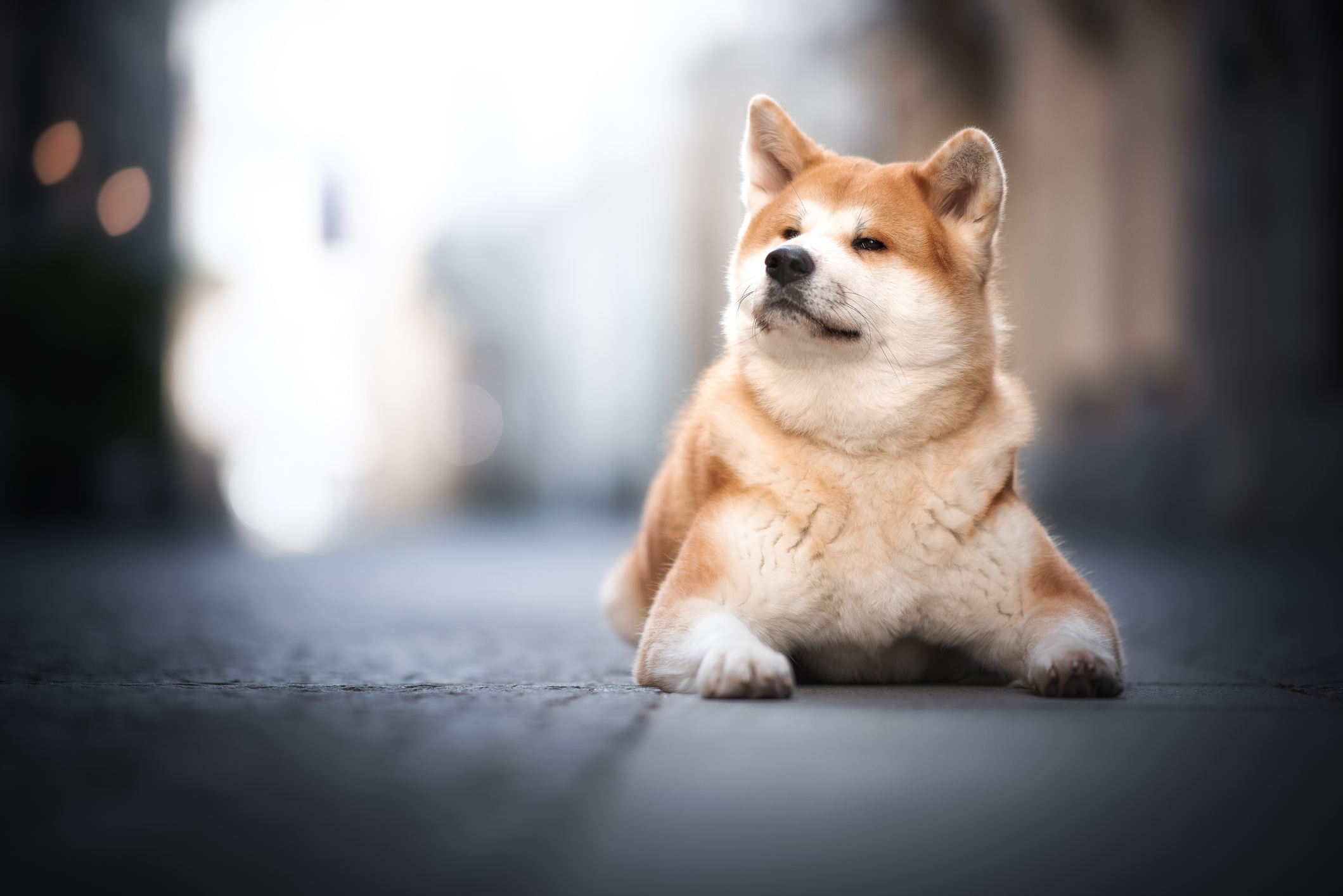 Akita Dog Breed Information & Characteristics