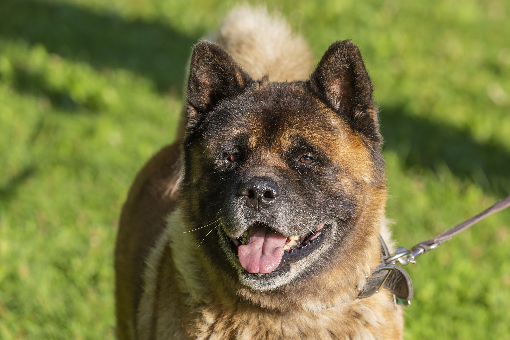 American Akita Dog Breed Information & Characteristics