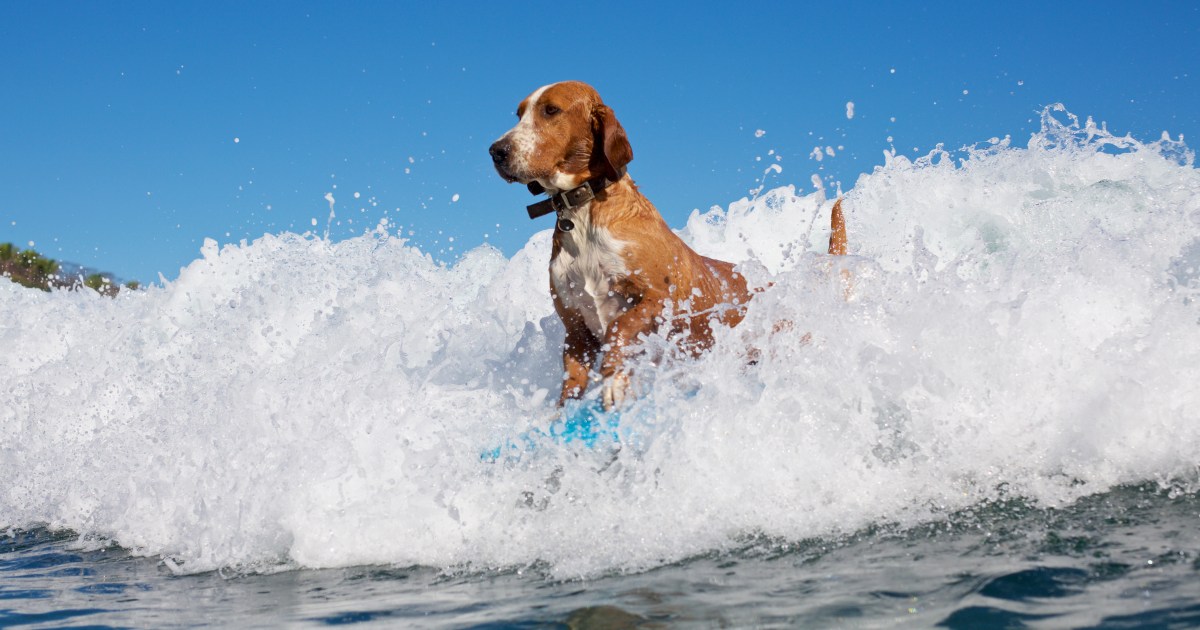 Famous Surfer Dogs
