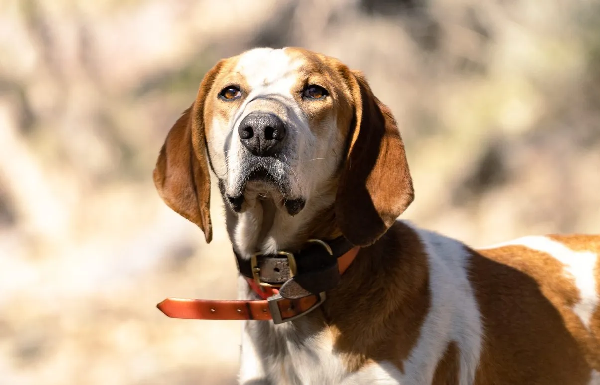 American English Coonhound Dog Breed Information