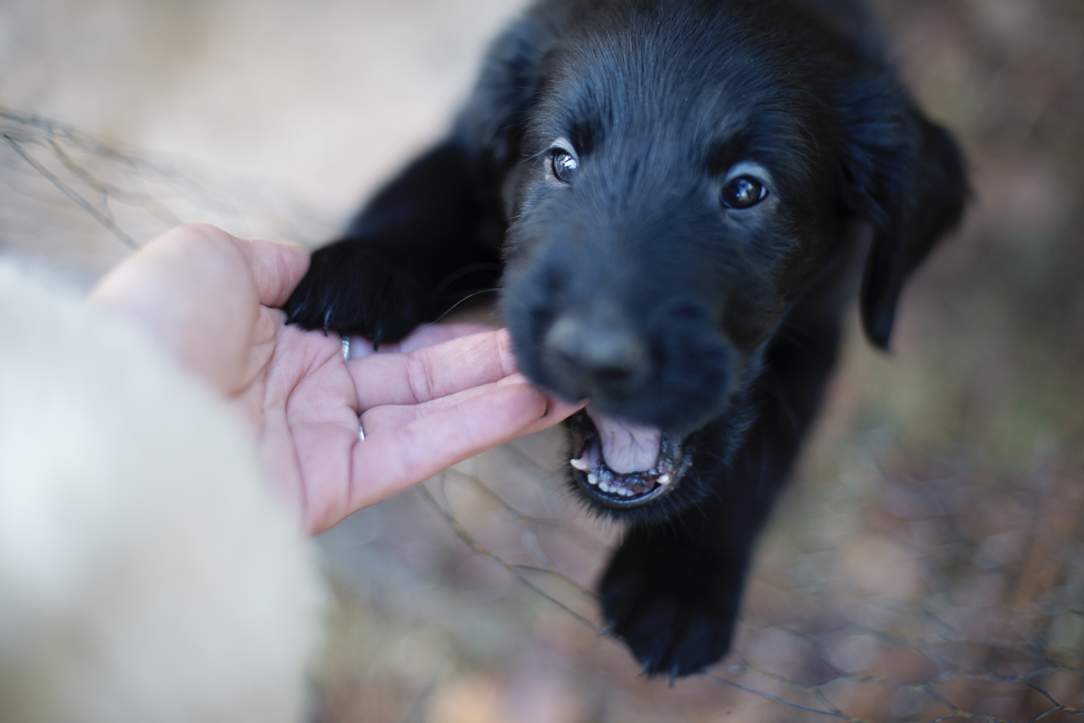 Current Rise in Dog Bites Linked to COVID-19 Pandemic