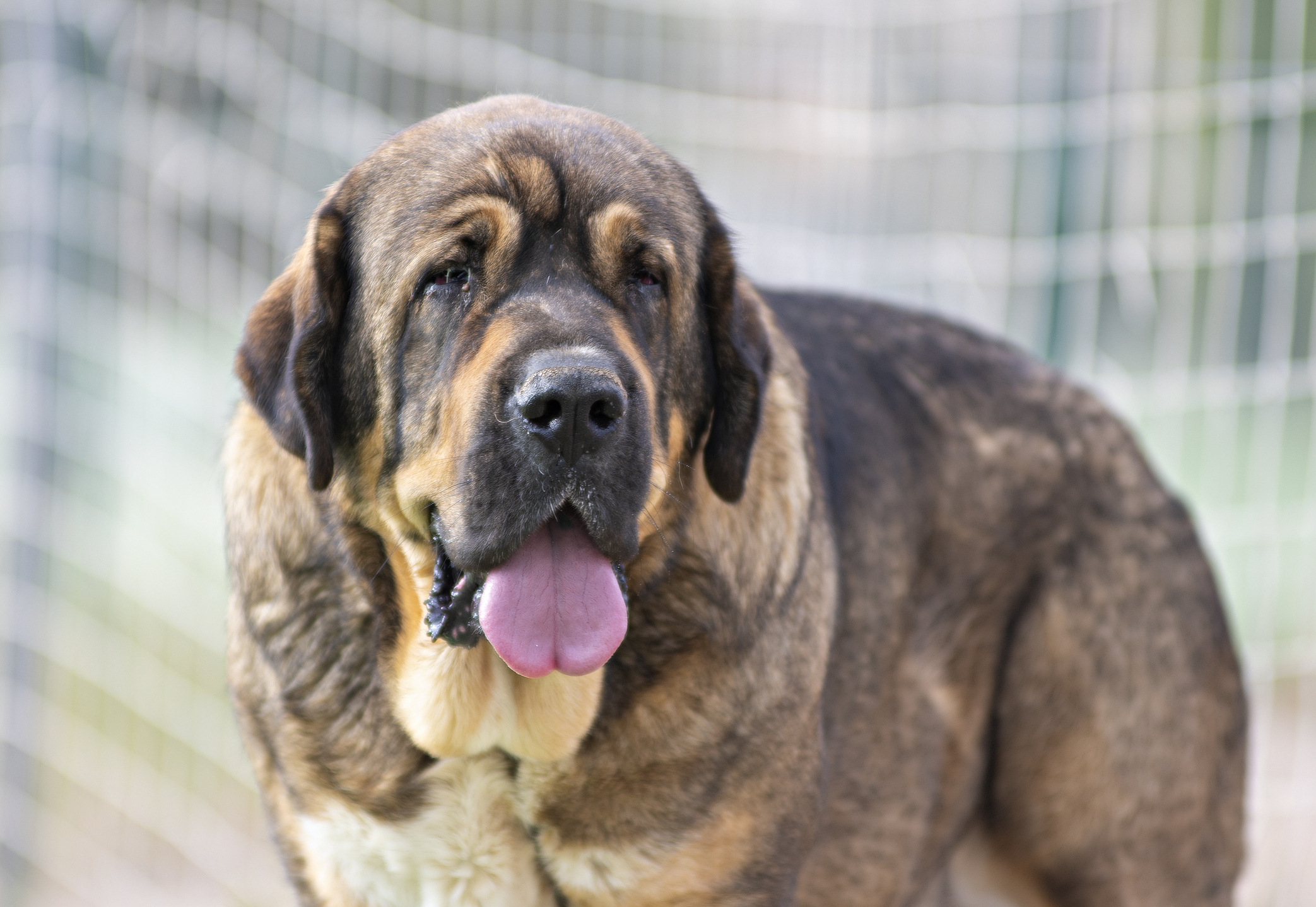 The Most Popular Mastiff Breeds