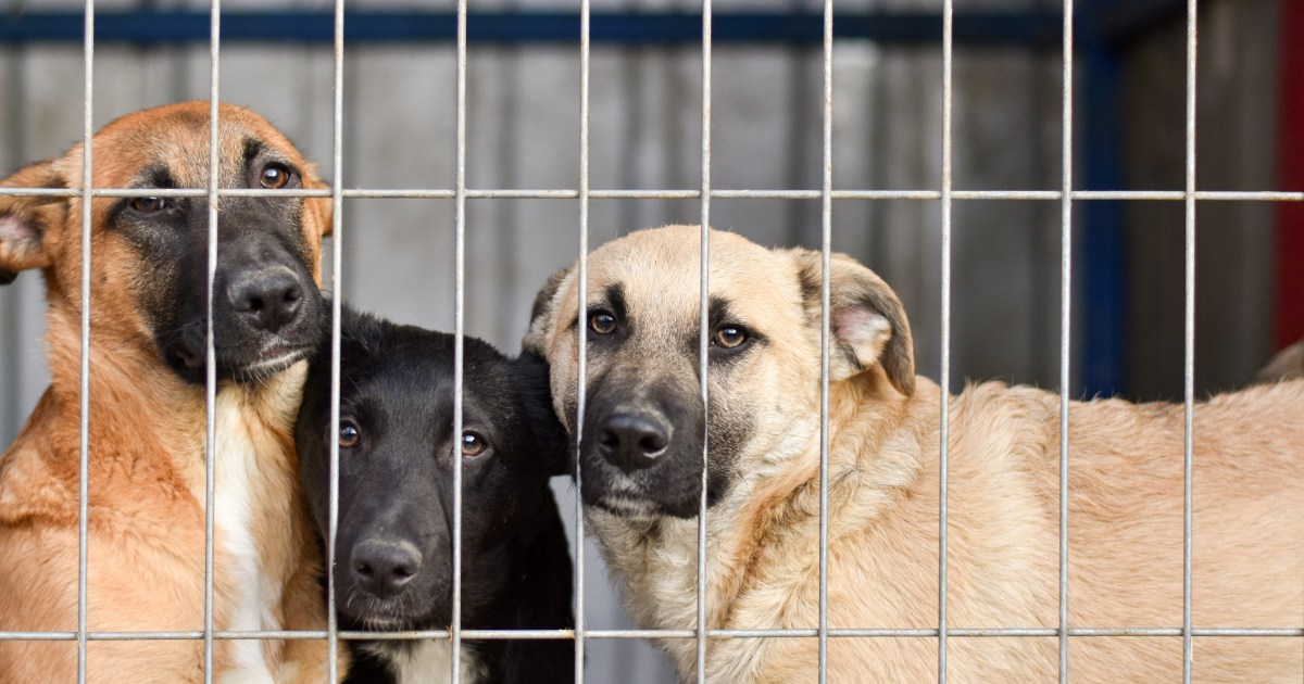 90 Dogs Rescued From Pennsylvania Home