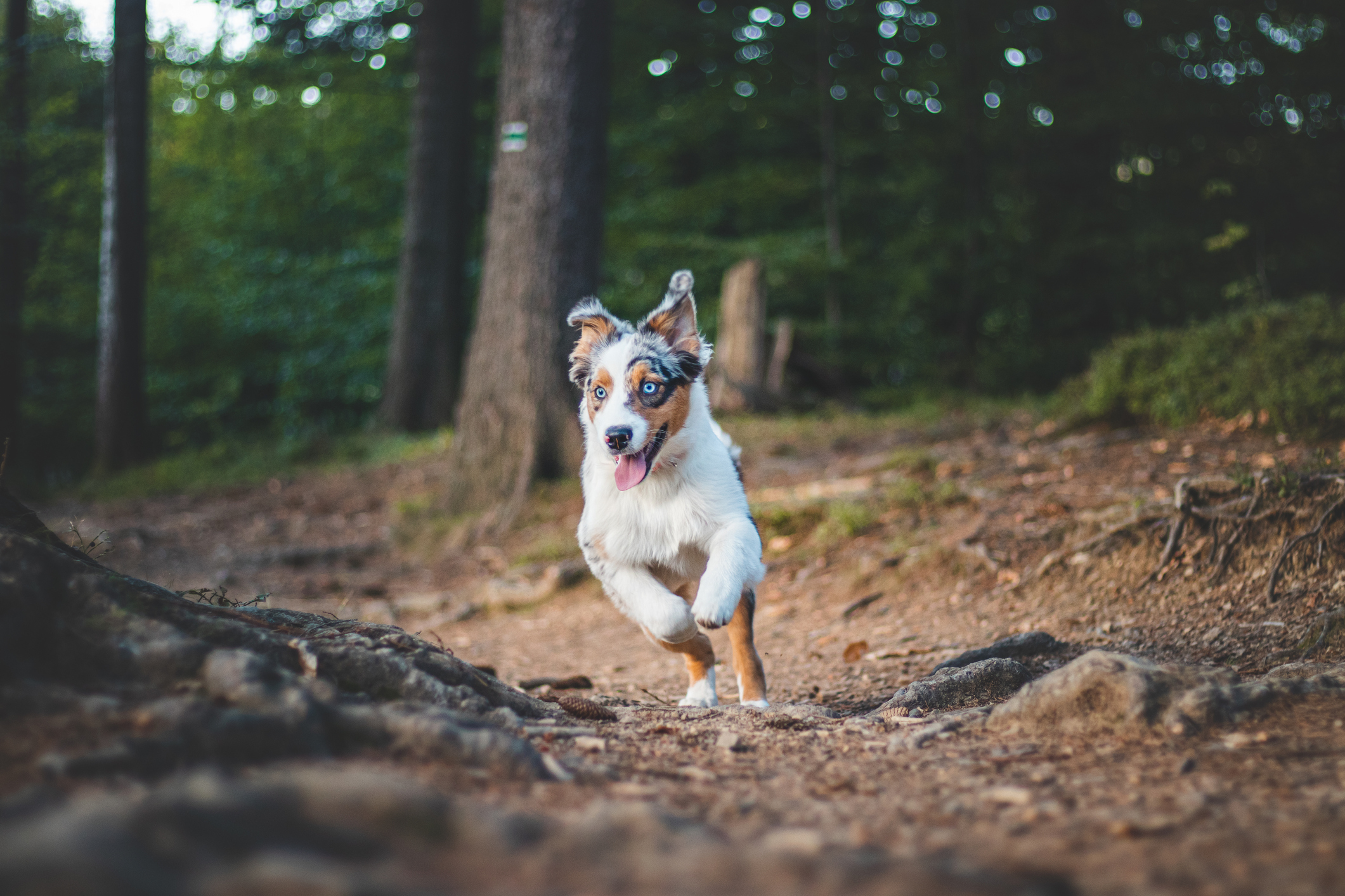 Shepsky Dog Breed Information & Characteristics