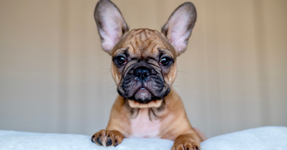 Los Angeles Woman Jumps on Car After French Bulldog Stolen