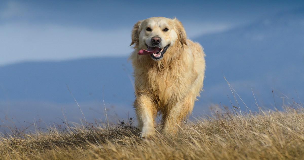 Texas Dog Trained to Sniff Out Invasive Agricultural Species