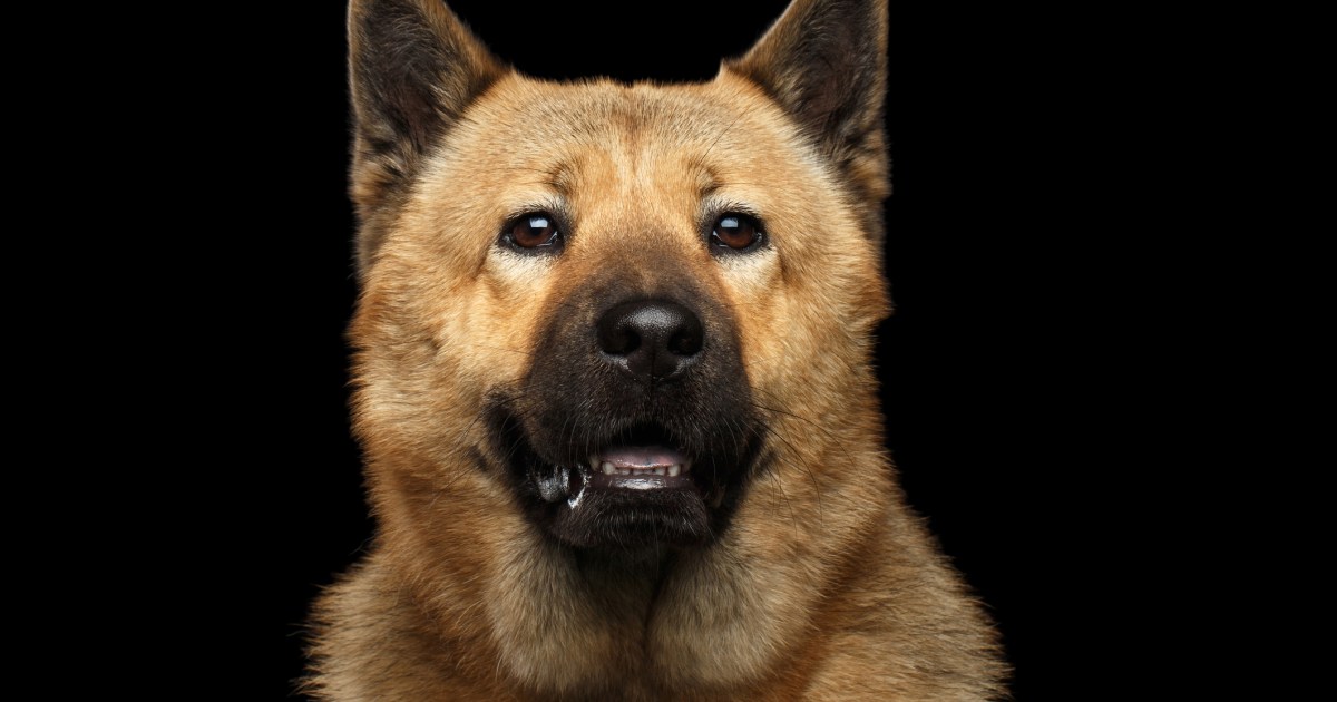 Akita Chow Dog Breed Information & Characteristics