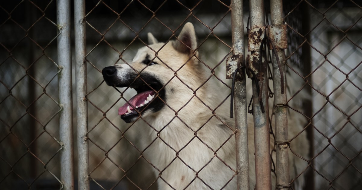 Officials Investigate Tragic Electrocution of Pittsburgh Dog
