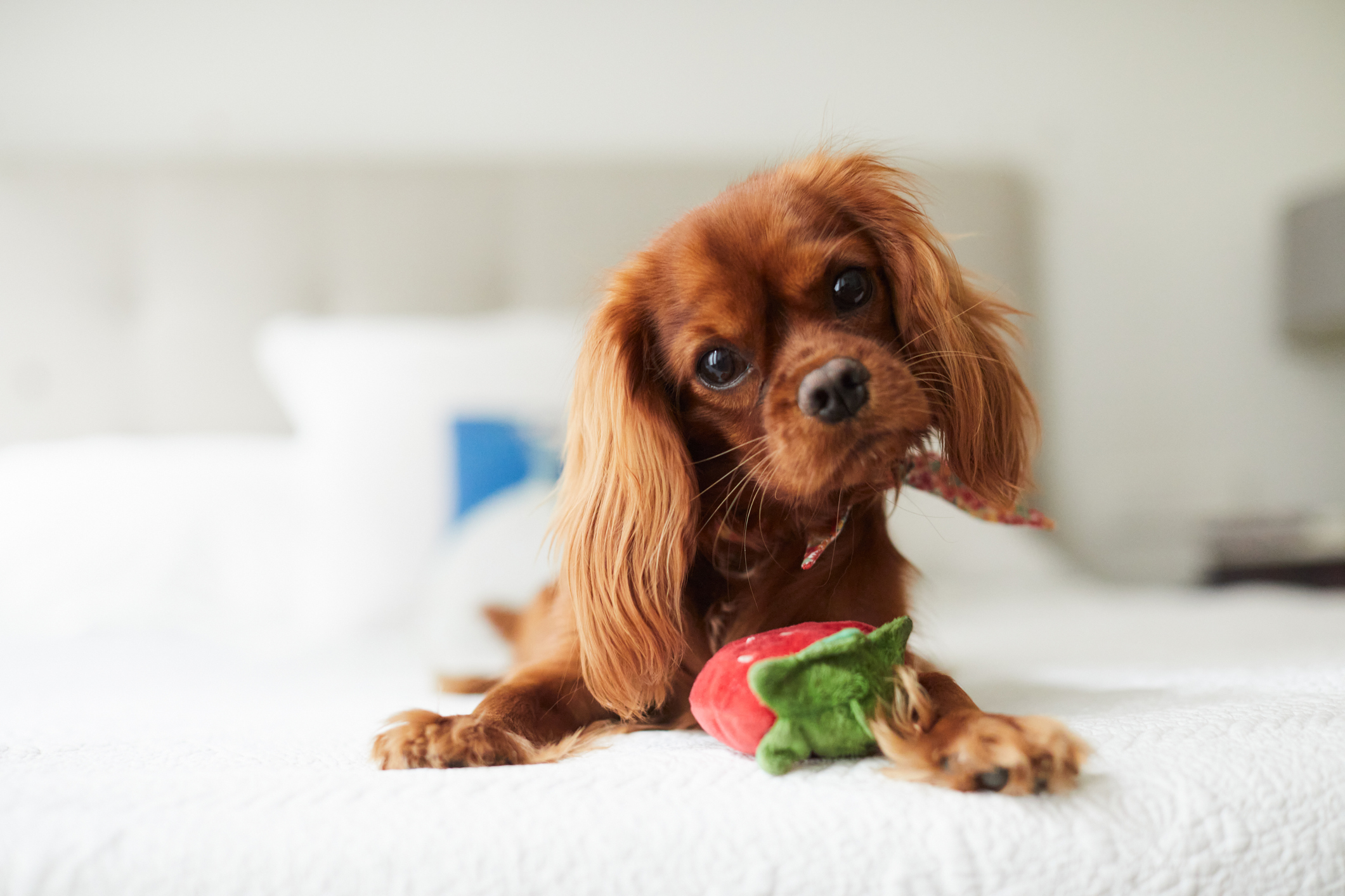 Cavalier King Charles Spaniel Puppy Pictures and Facts