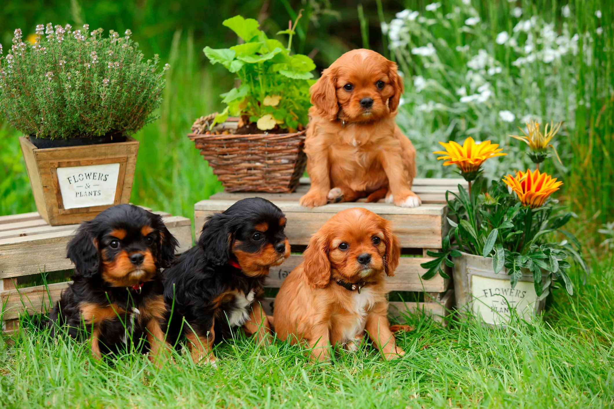 Cavalier King Charles Spaniel Puppy Pictures and Facts