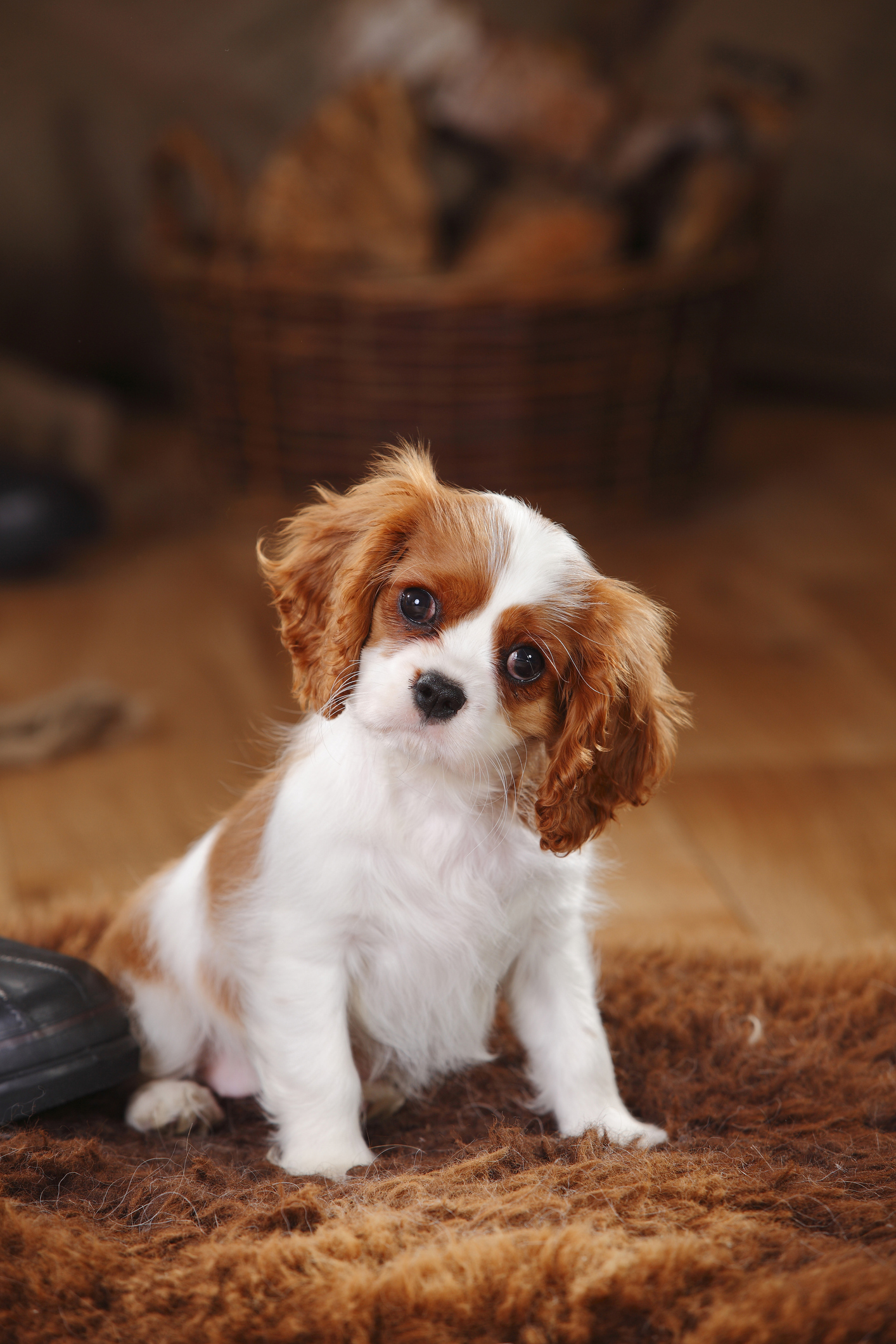Cavalier King Charles Spaniel Puppy Pictures and Facts