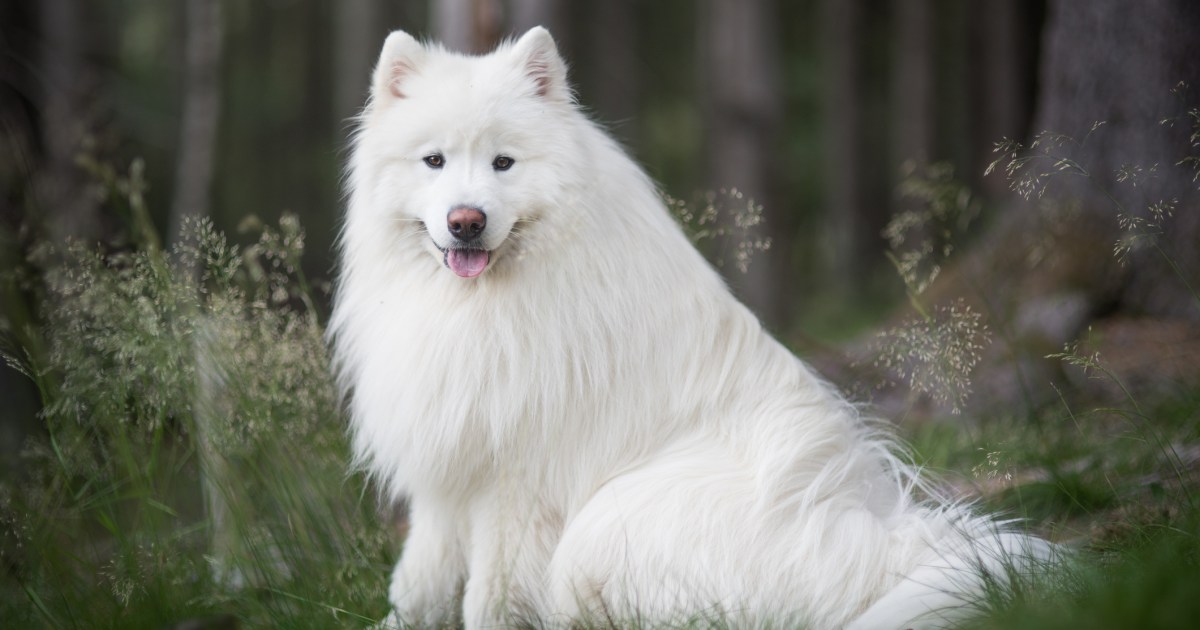 How Colonialism Made Woolly Dogs Extinct