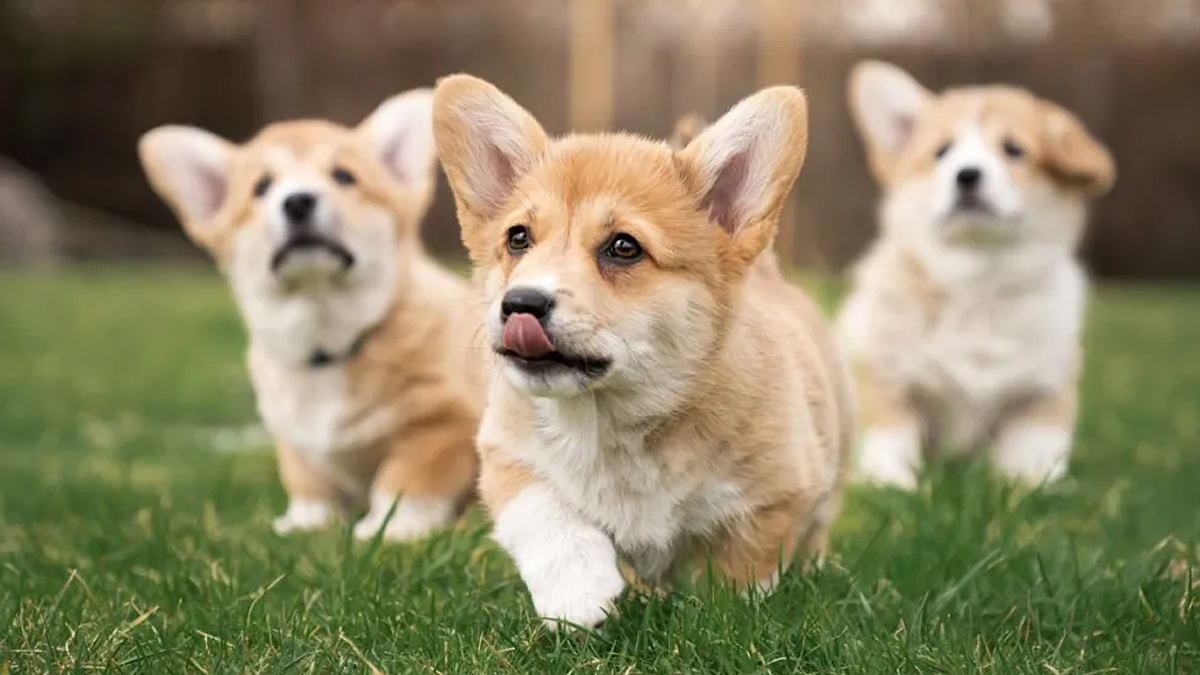 Raising a puppy: Training your puppy to be people-friendly - DogTime