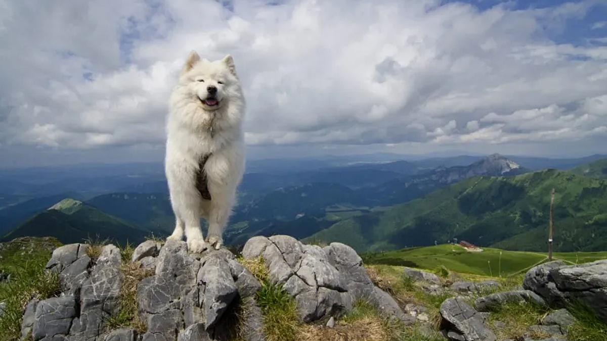 Extinct Salish Wool Dog Species Could Be ‘Revived’