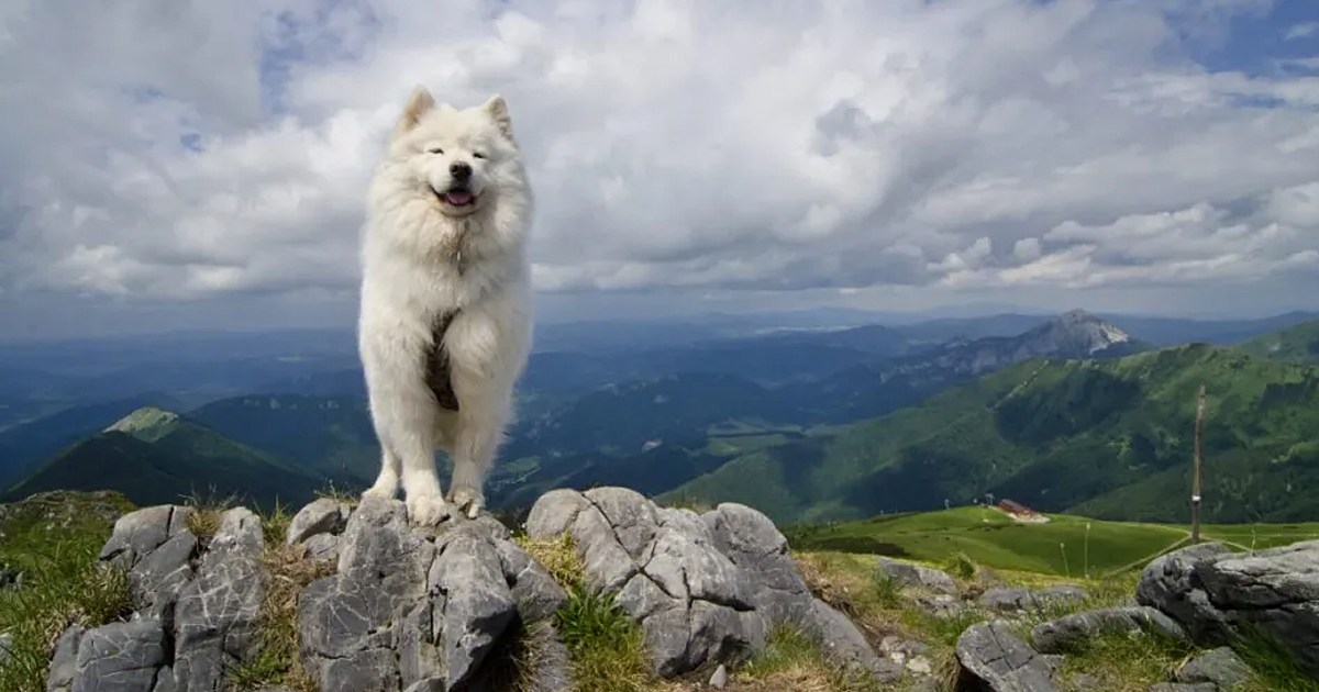 Extinct Salish Wool Dog Species Could Be ‘Revived’
