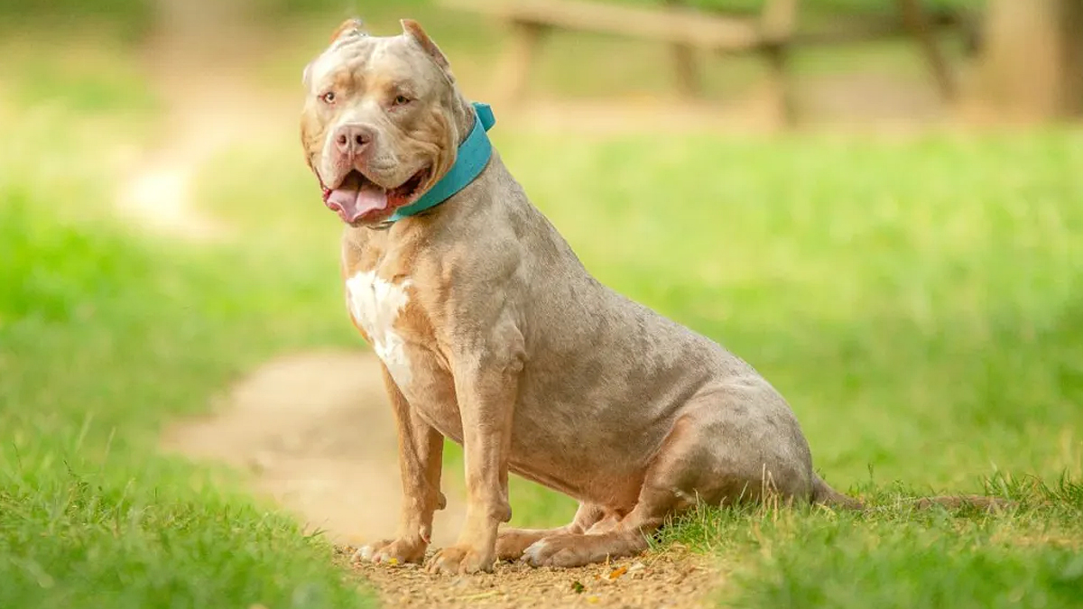 XL Bully 'Ban' Expanding to Scotland