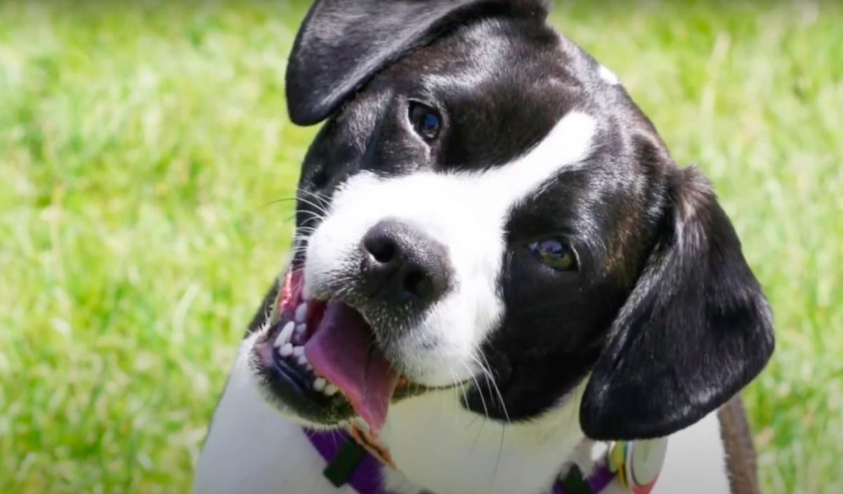 Boglen Terrier Dog Breed Information & Characteristics