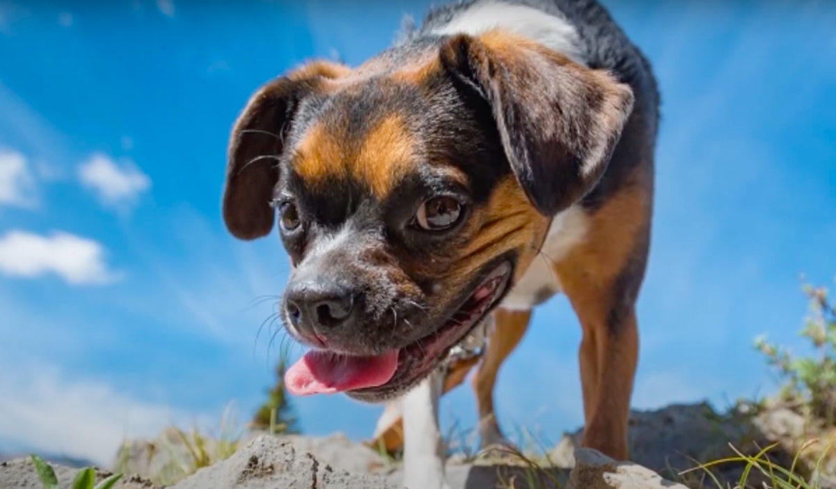 Boglen Terrier Dog Breed Information & Characteristics