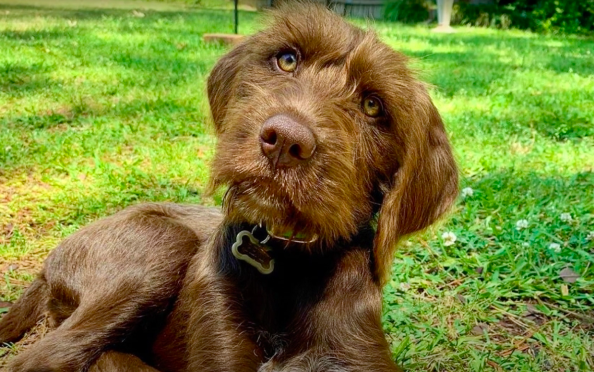 Pudelpointer Dog Breed Information & Characteristics