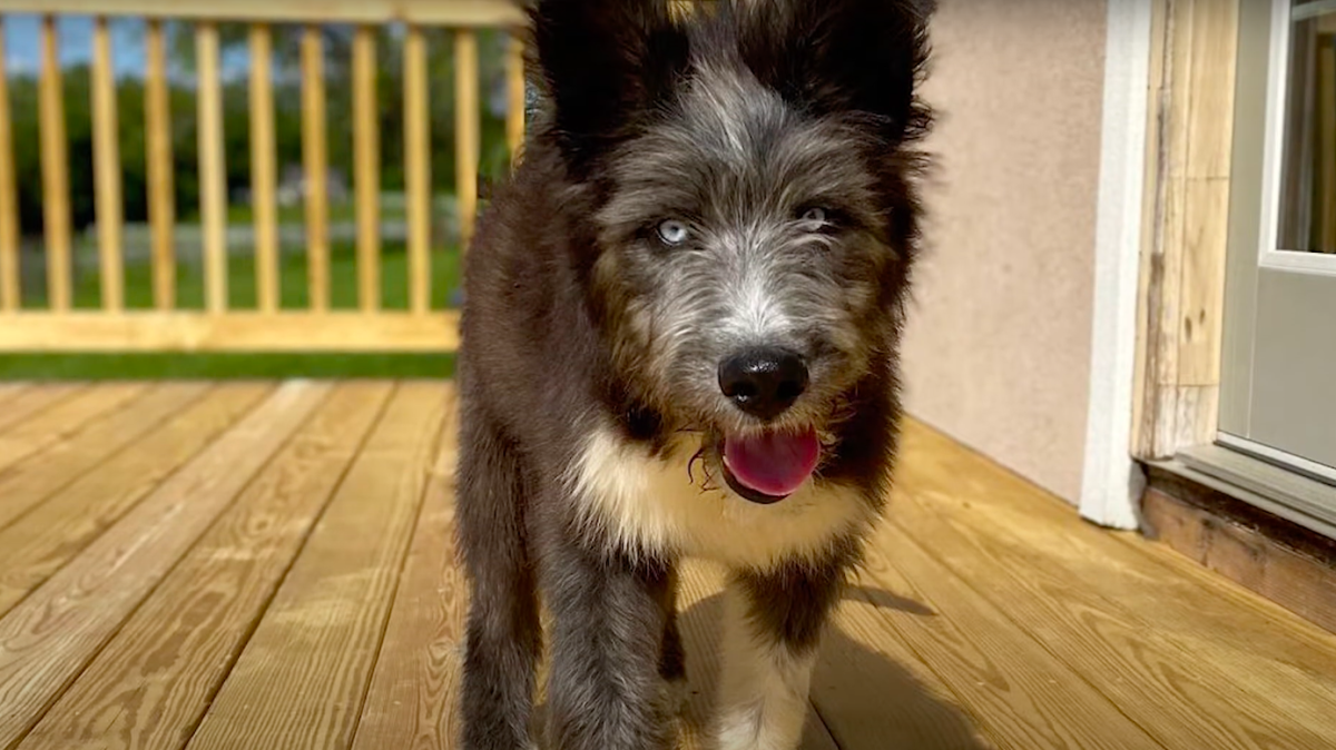 Huskydoodle Dog Breed Information & Characteristics