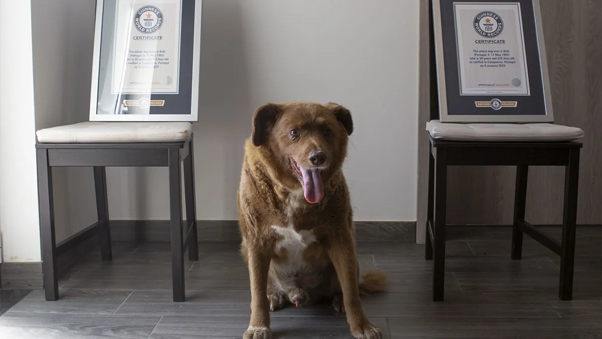World’s Oldest Dog Age: What’s the Longest a Dog Has Lived?