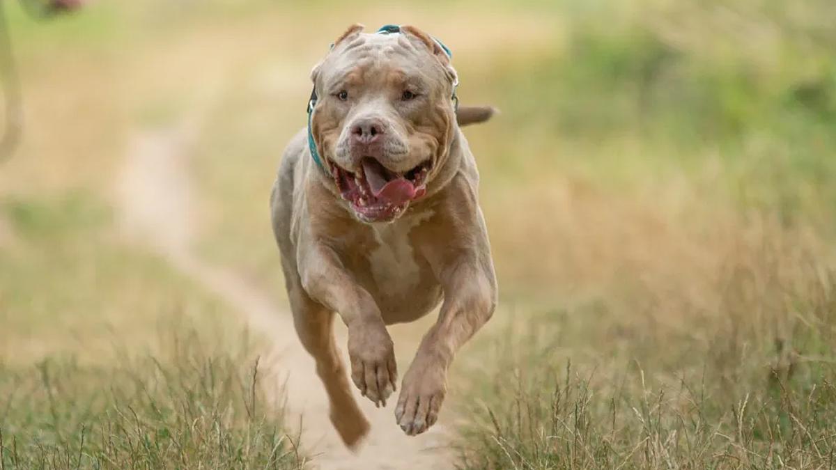 Over 30,000 XL Bully Dogs Have Been Registered by UK Owners