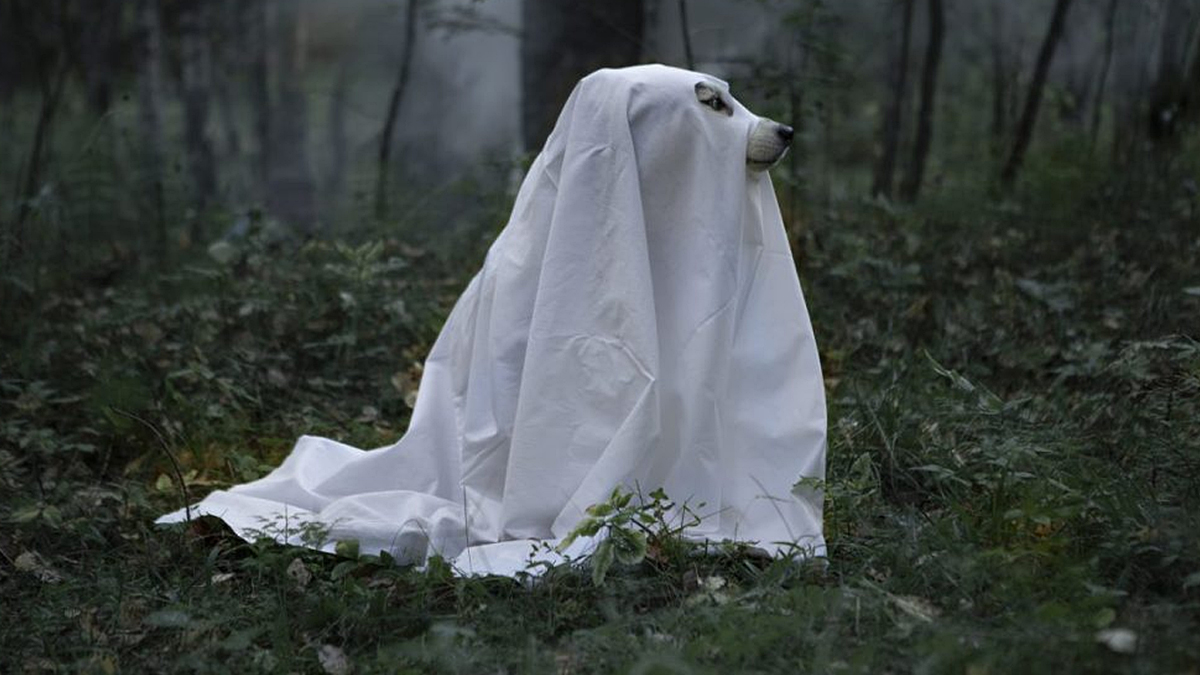 Can Dogs See Ghosts & Sense Spirits? - DogTime