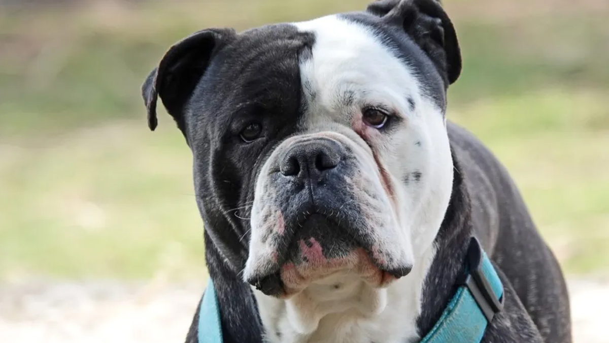 Large ‘Bulldog-Type Dog’ Killed by Police After Attack in Scotland